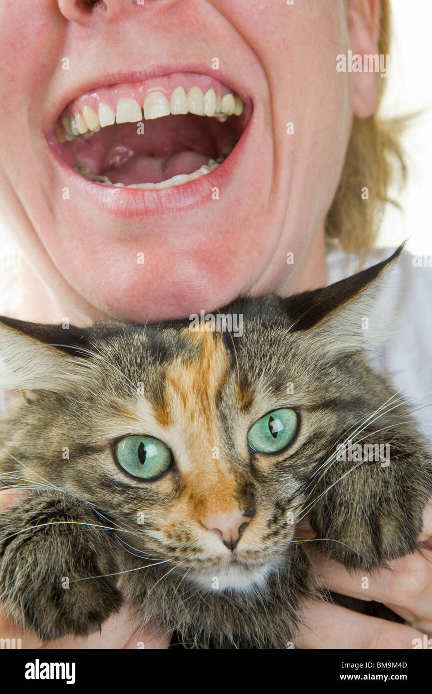 Lachende Katze Stockfotos und -bilder Kaufen - Alamy