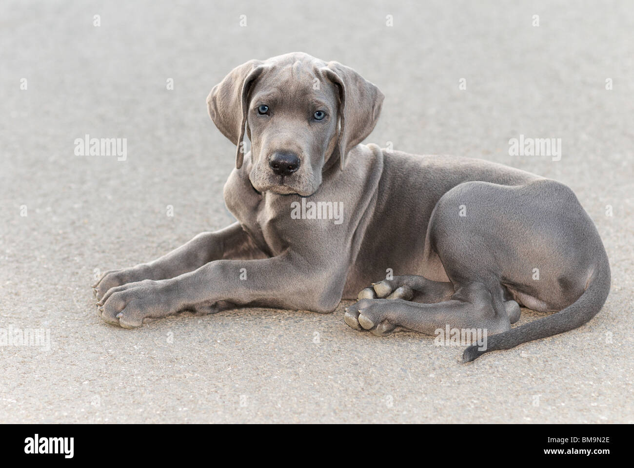 Graue Deutsche Dogge Stockfotos und -bilder Kaufen - Alamy