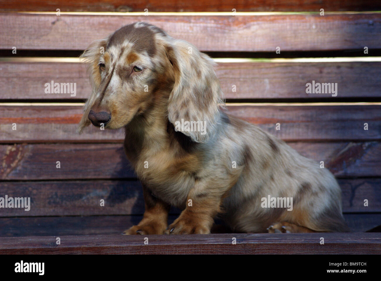 Dackel hund -Fotos und -Bildmaterial in hoher Auflösung – Alamy