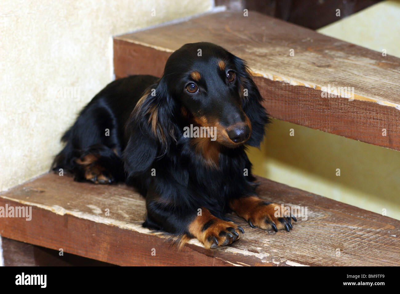 Long hair dachshund -Fotos und -Bildmaterial in hoher Auflösung – Alamy