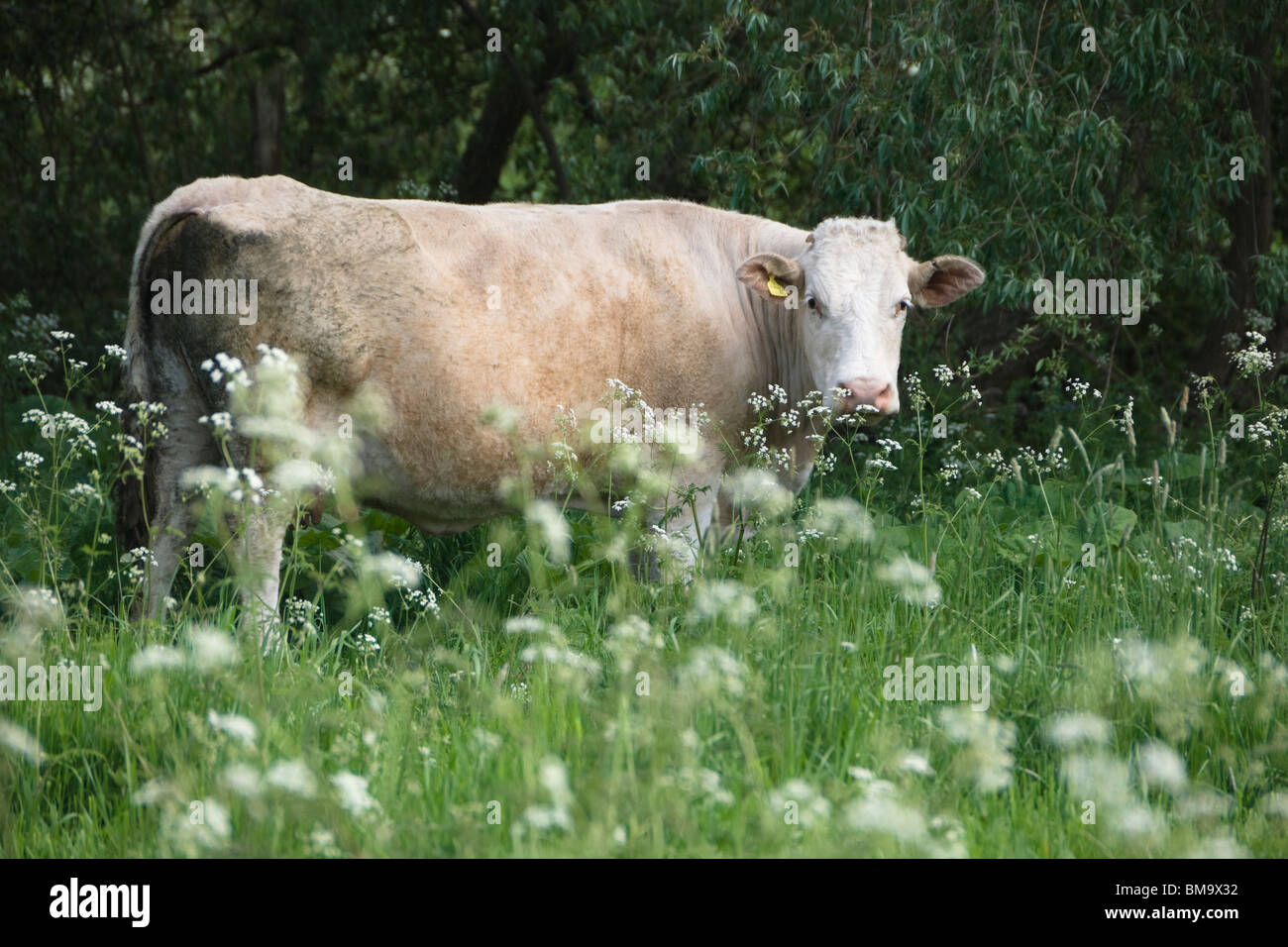 Britische charolais rinderrasse -Fotos und -Bildmaterial in hoher ...