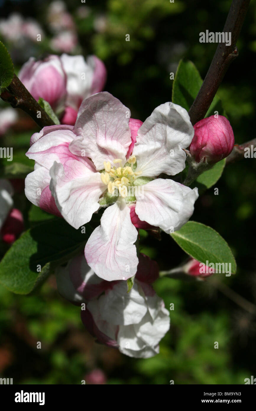 Strauch apfel -Fotos und -Bildmaterial in hoher Auflösung – Alamy