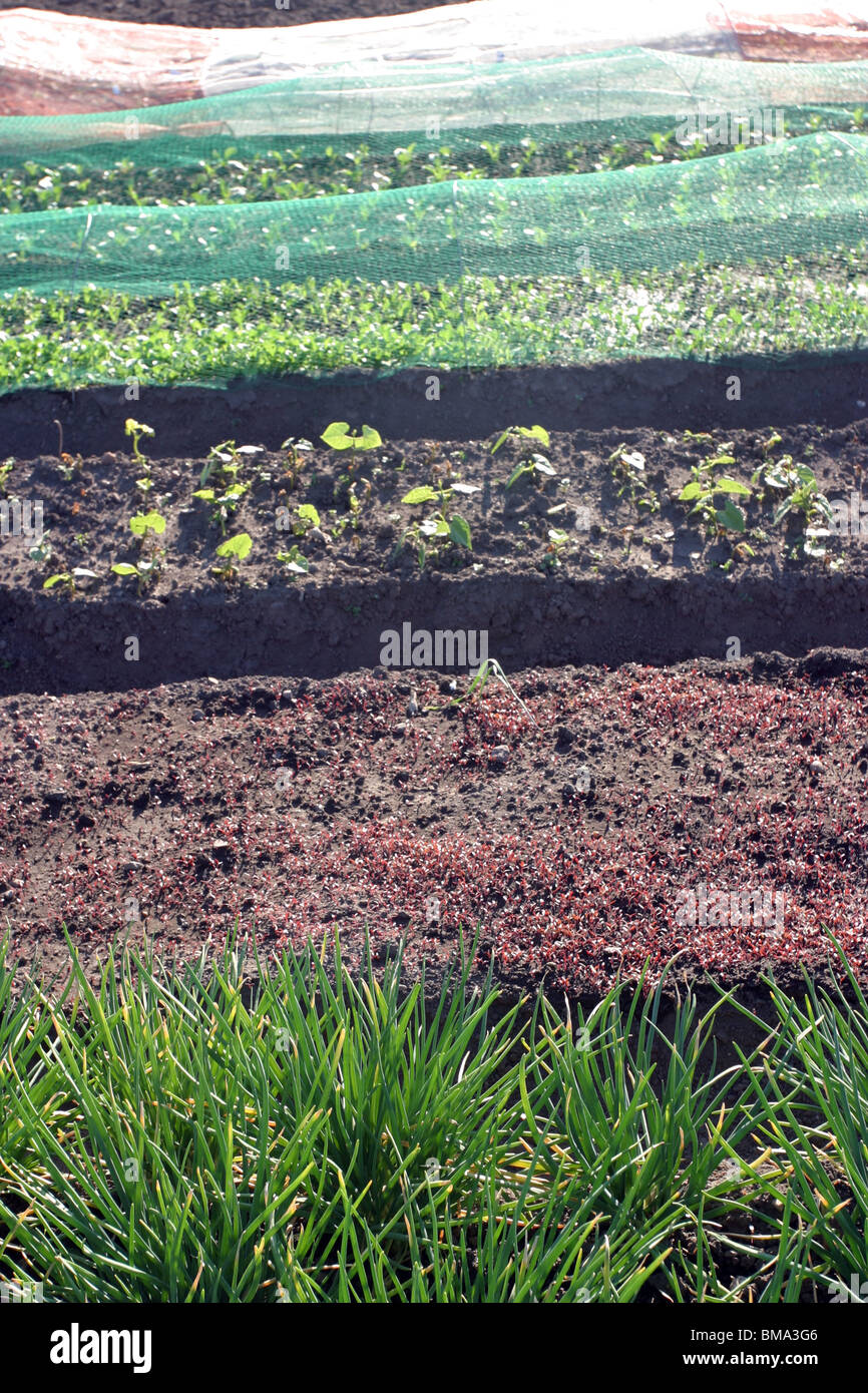 Salat auf zuteilung -Fotos und -Bildmaterial in hoher Auflösung – Alamy