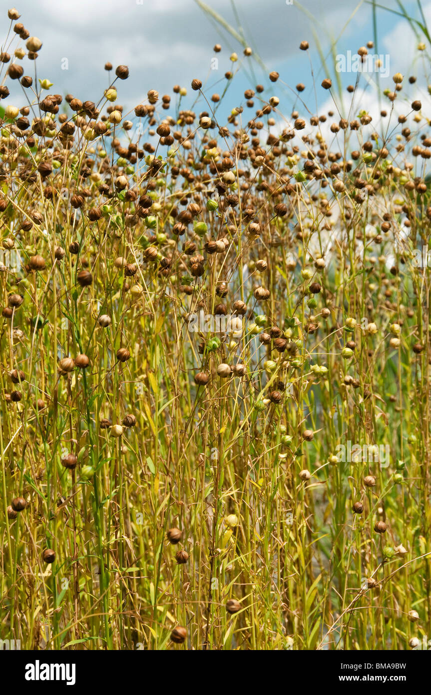 Gemeinsame Flachs, Leinsamen (Linum Usitatissimum), Pflanzen mit reifen ...