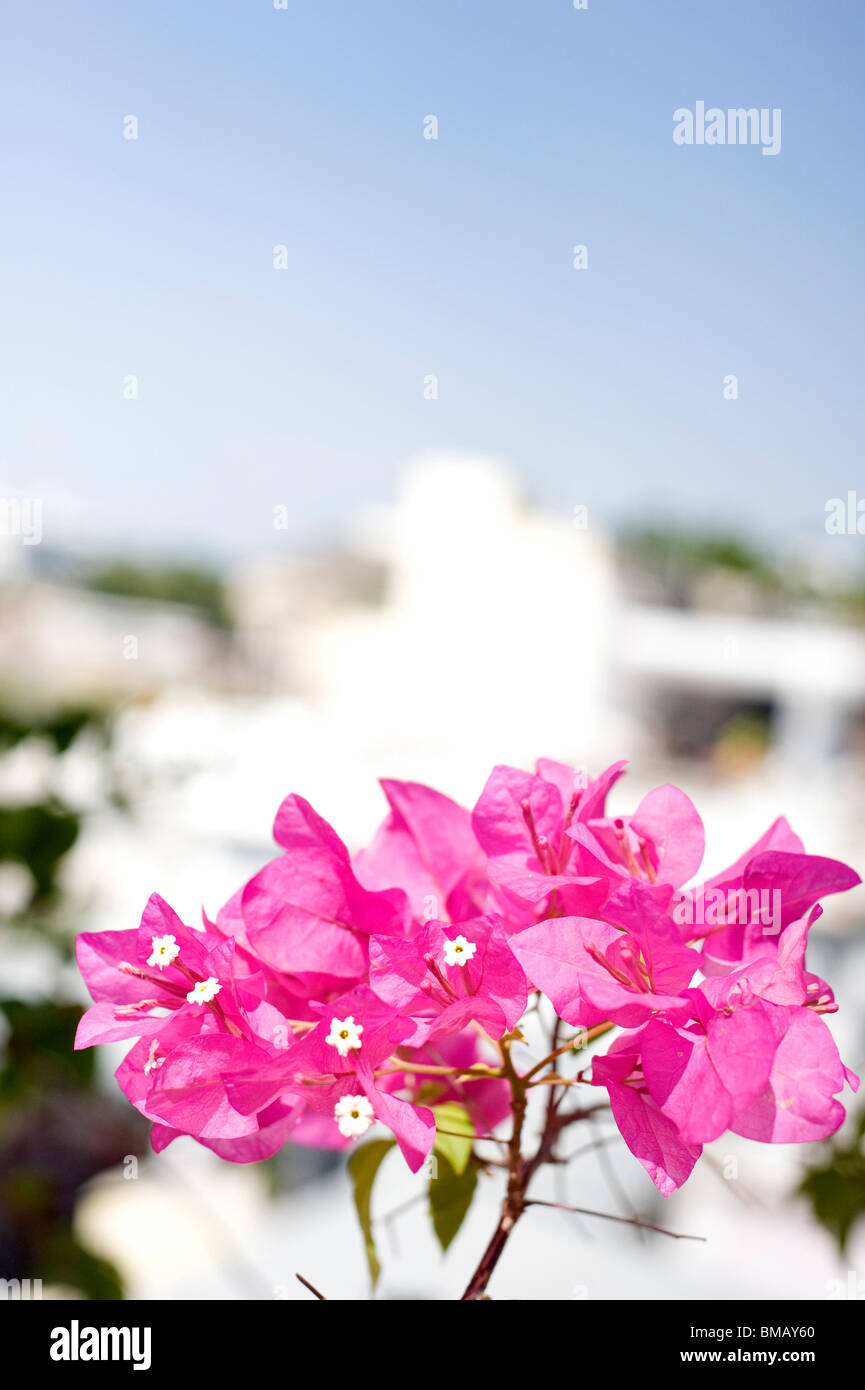 Bougainvillea blume indien -Fotos und -Bildmaterial in hoher Auflösung ...