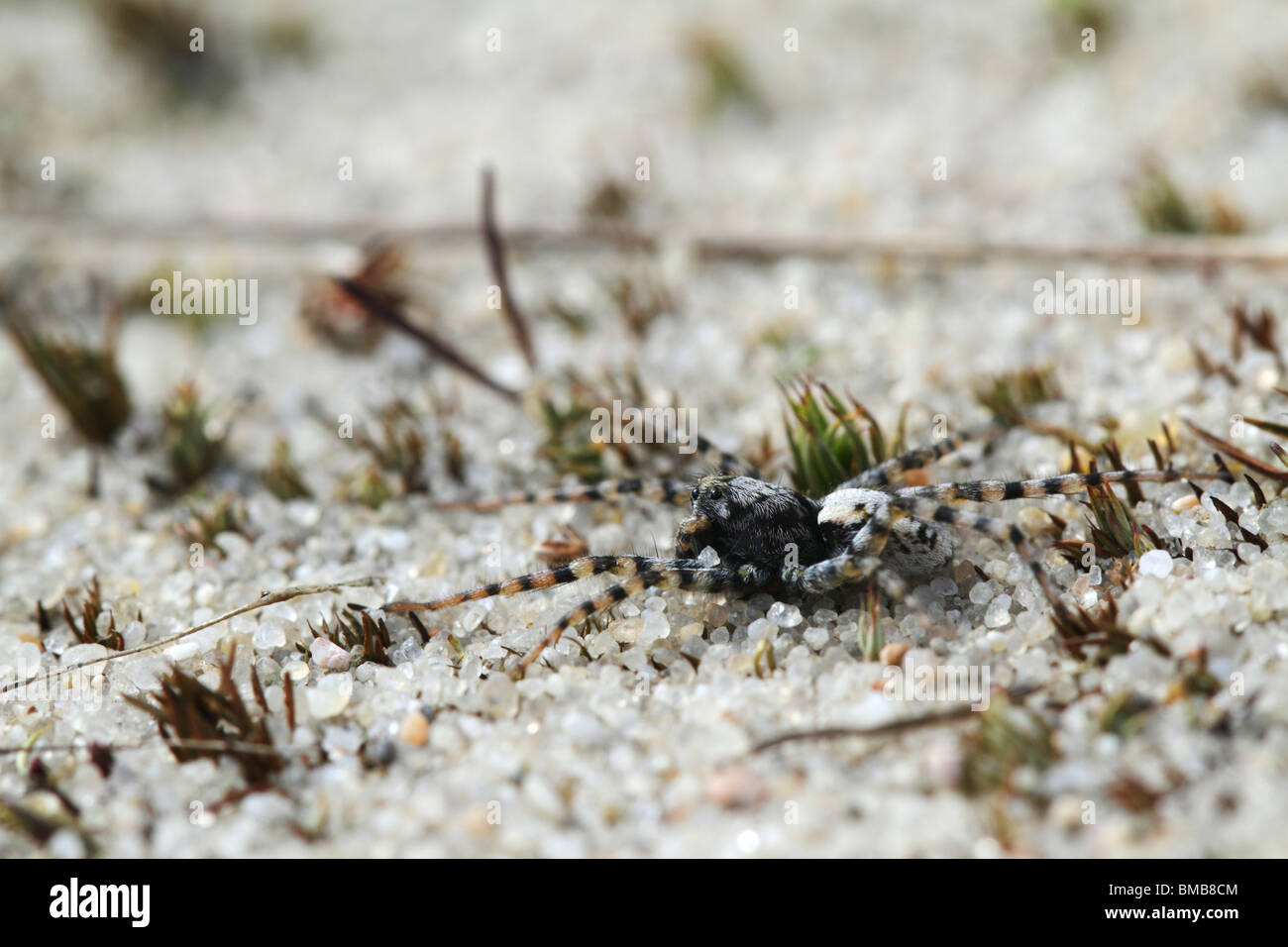 Sand spinne -Fotos und -Bildmaterial in hoher Auflösung – Alamy