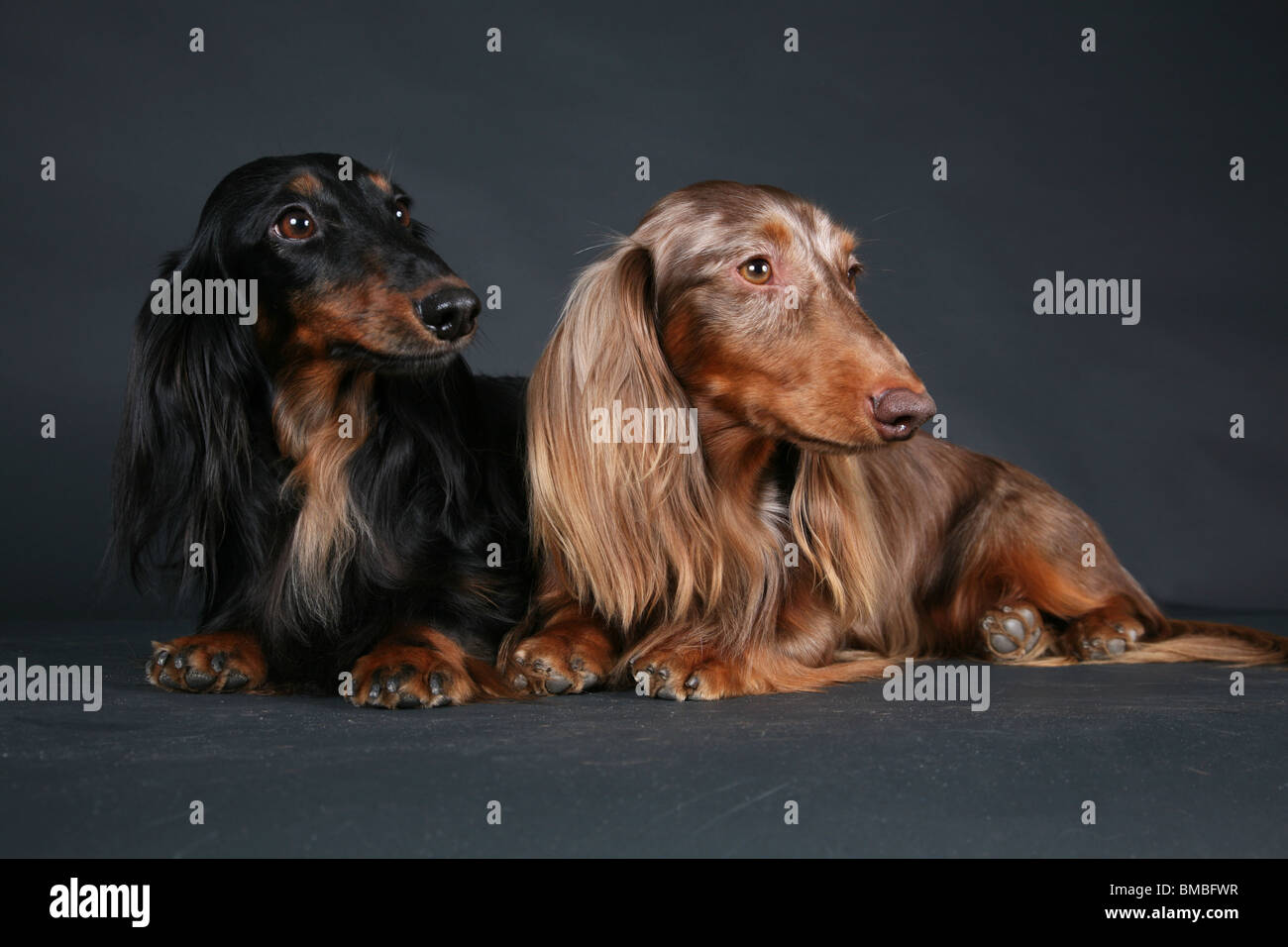 Dackel lange haare -Fotos und -Bildmaterial in hoher Auflösung – Alamy
