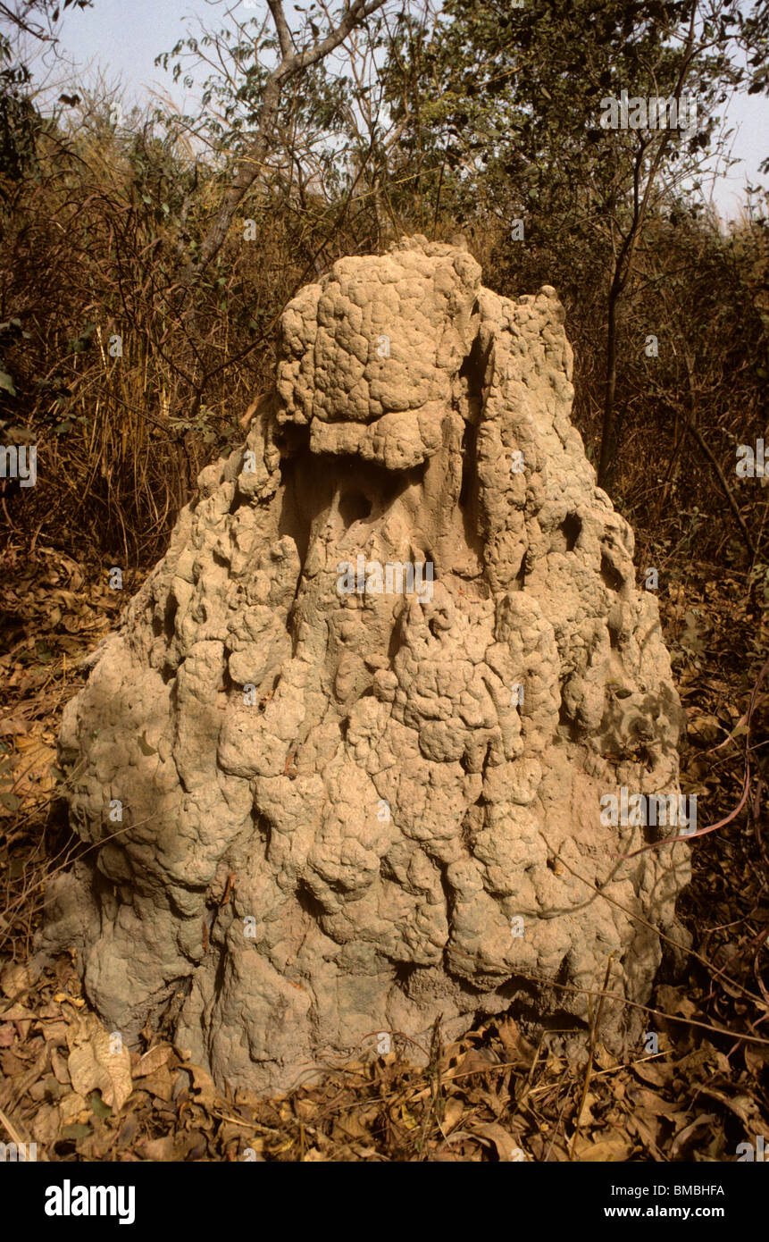 Kubitermes sp -Fotos und -Bildmaterial in hoher Auflösung – Alamy