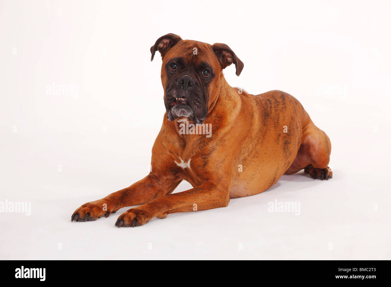 Deutsch boxer -Fotos und -Bildmaterial in hoher Auflösung – Alamy