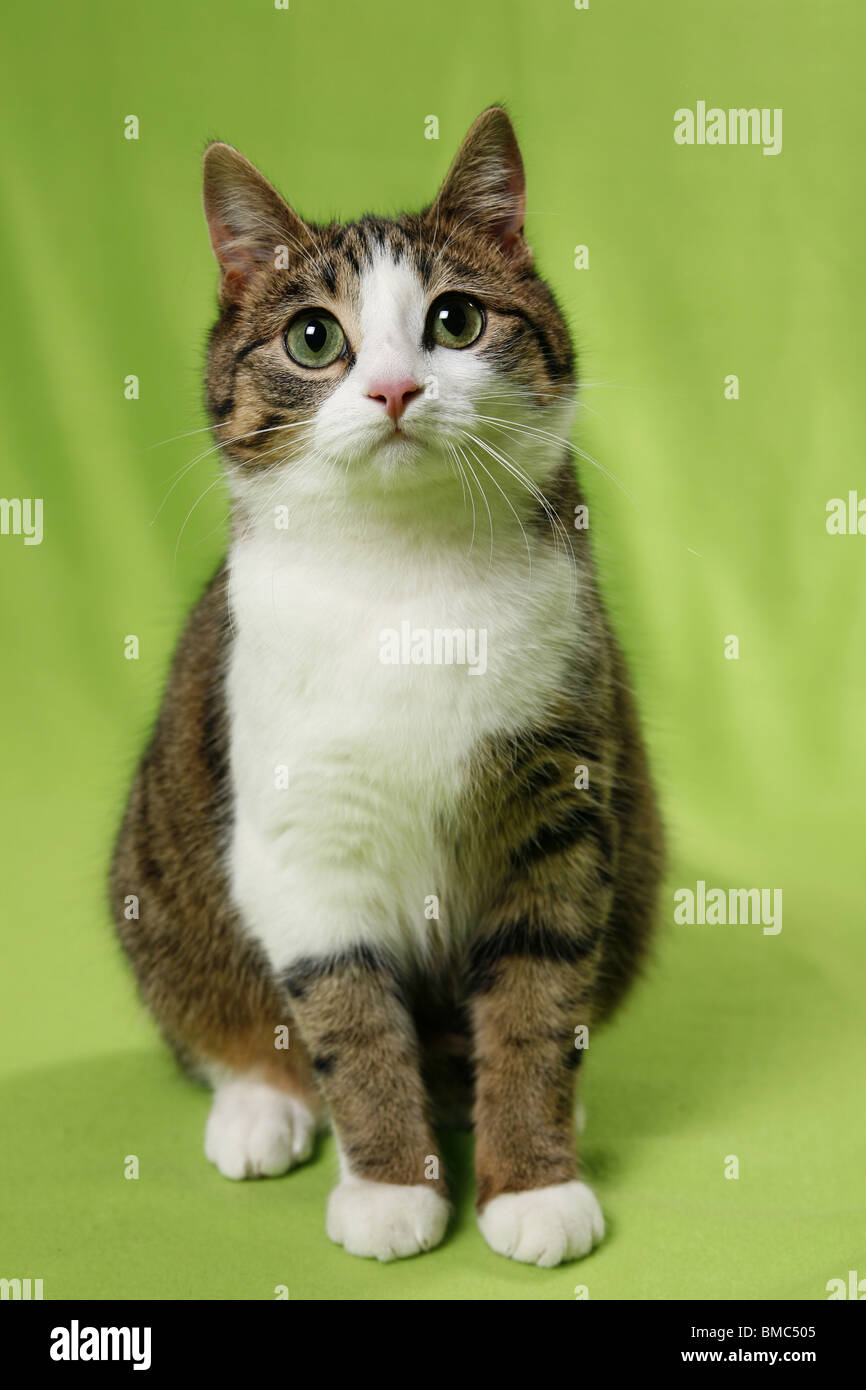 Katz sitzen -Fotos und -Bildmaterial in hoher Auflösung – Alamy