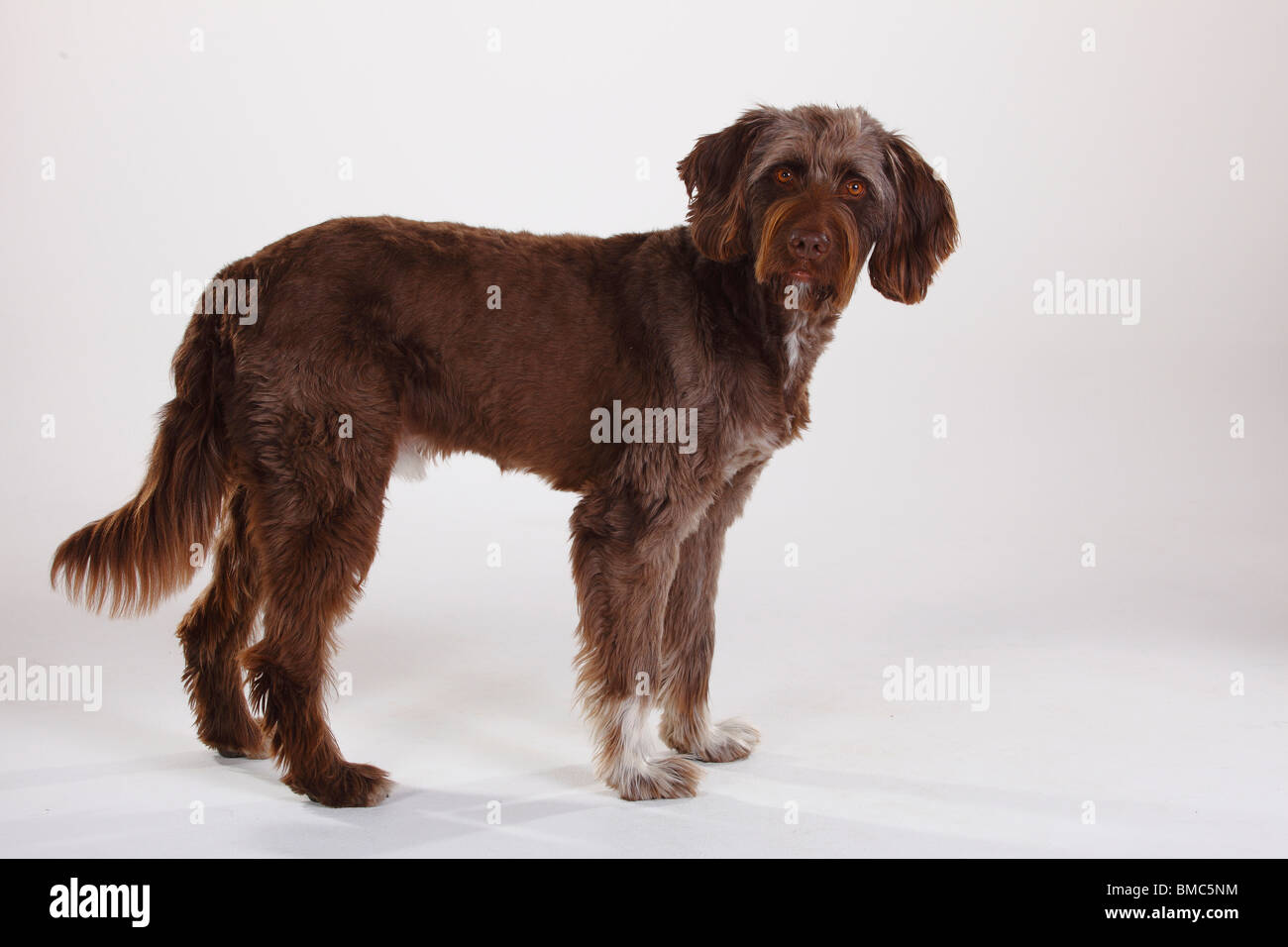 Hund stehend seite -Fotos und -Bildmaterial in hoher Auflösung – Alamy