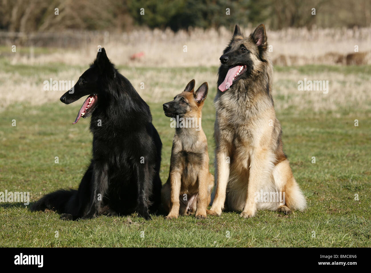 Belgische Schäferhunde / belgische Schäferhunde Stockfotografie - Alamy