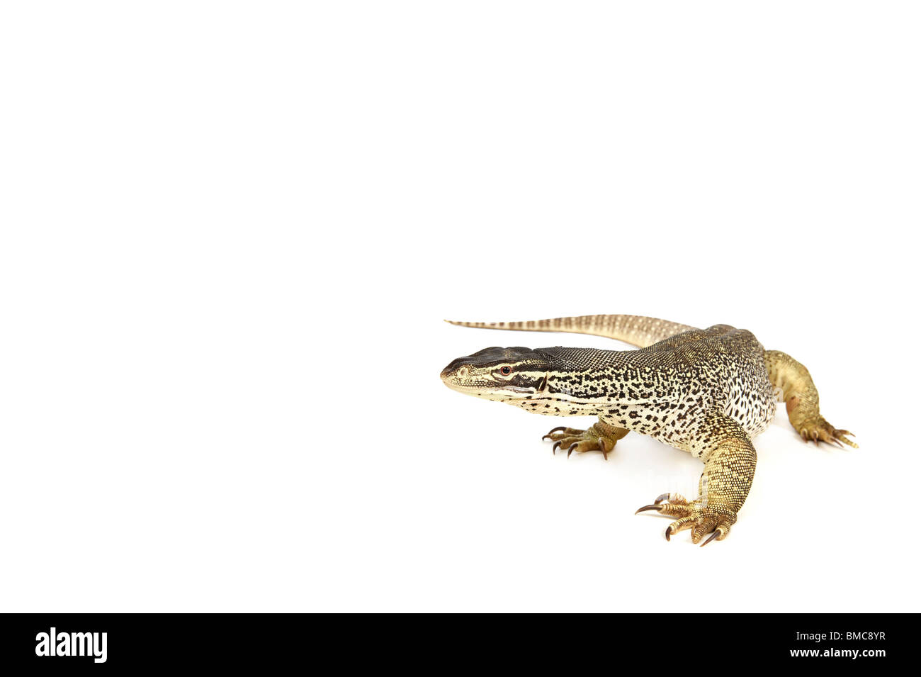 Der argus monitor -Fotos und -Bildmaterial in hoher Auflösung – Alamy