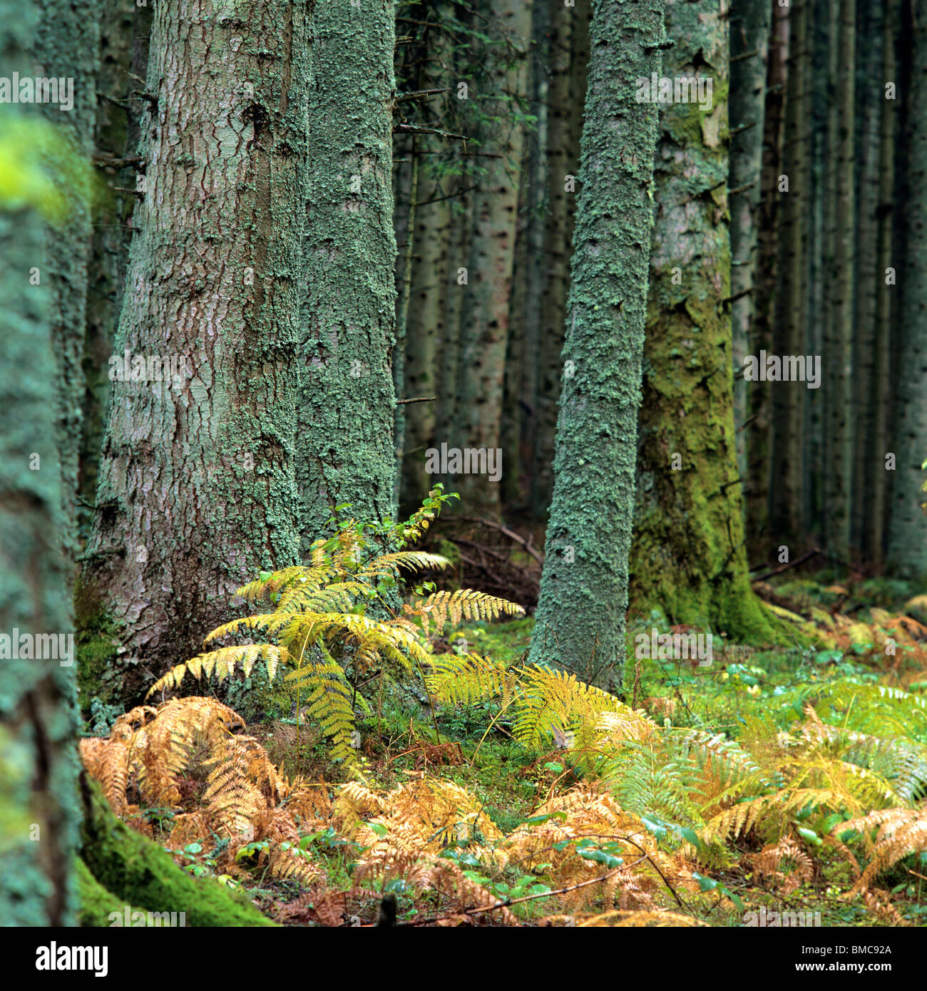 Fichtenwald mit unterholz -Fotos und -Bildmaterial in hoher Auflösung ...