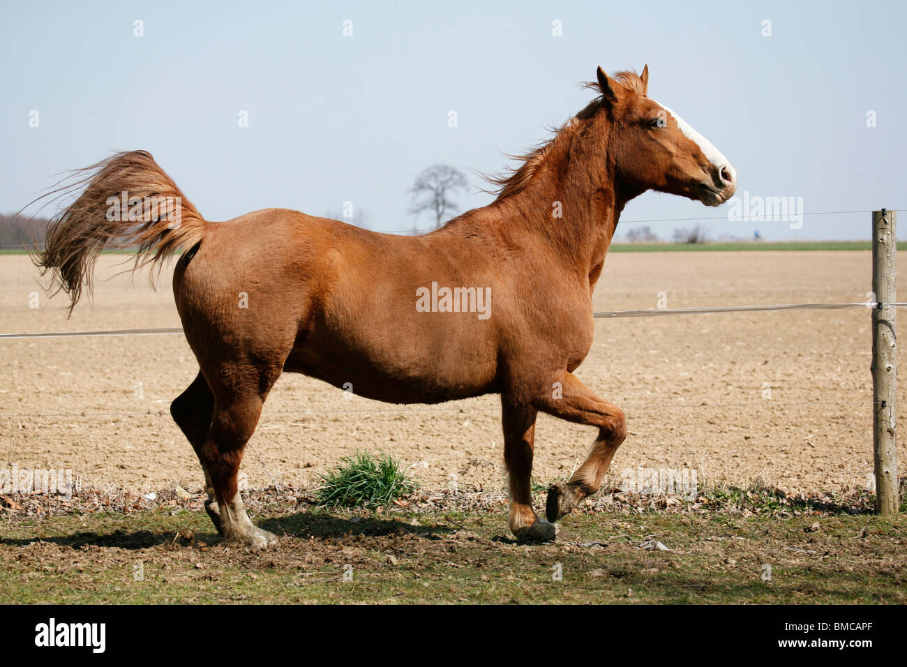 Fuchsfarbenes Pferd / horse Stockfotografie - Alamy