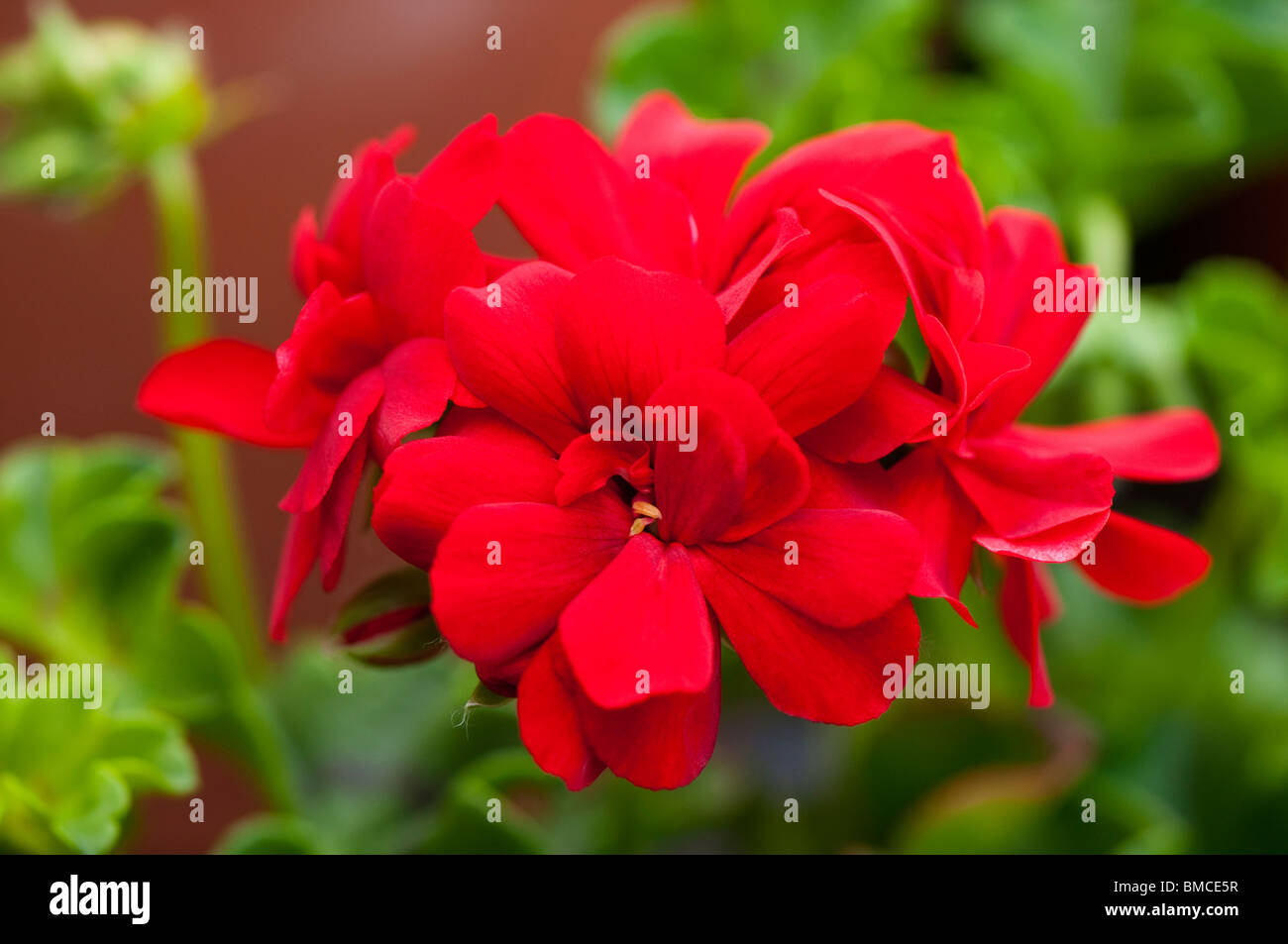 Efeu geranien -Fotos und -Bildmaterial in hoher Auflösung – Alamy