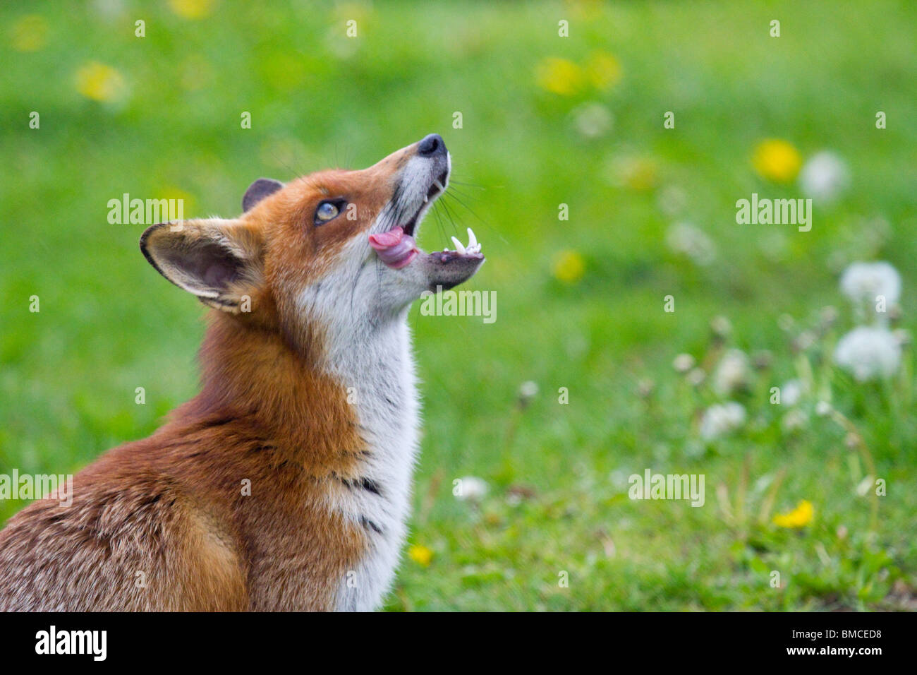 Fuchs buschigen schwanz -Fotos und -Bildmaterial in hoher Auflösung – Alamy