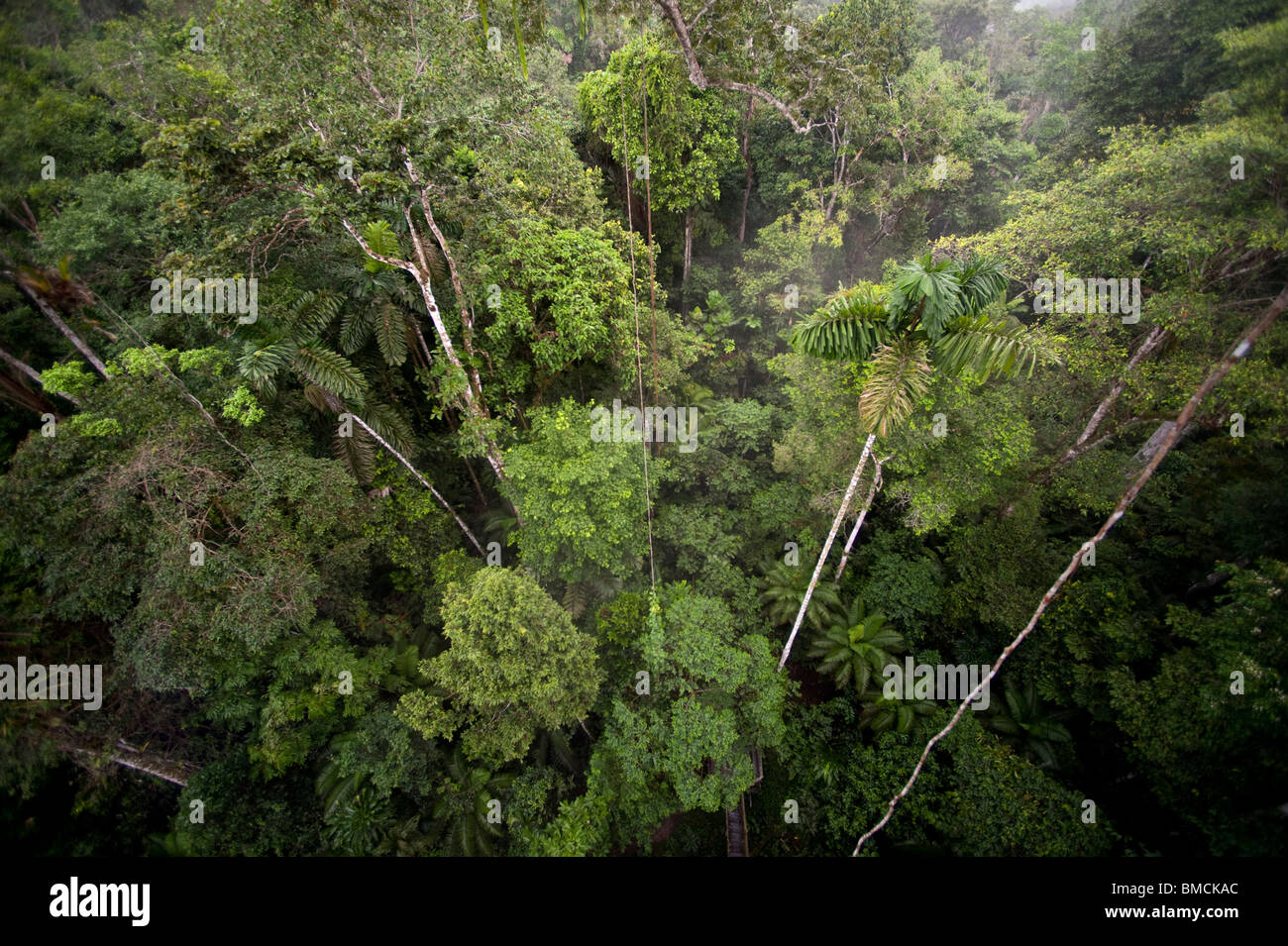 Amazonas-Regenwald, Sacha Lodge, Ecuador Stockfotografie - Alamy