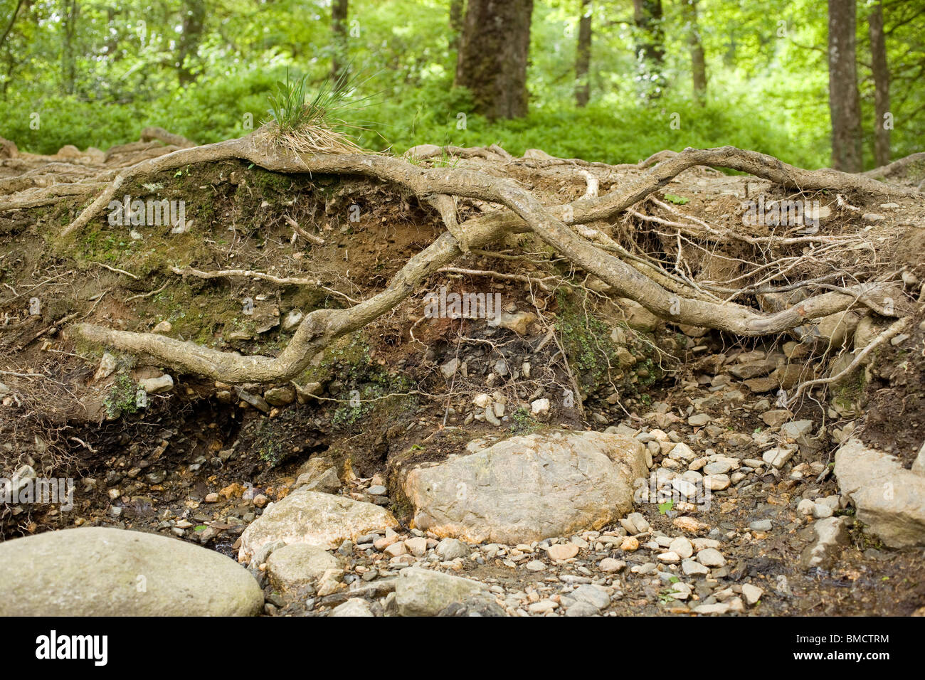 Root roots erosion -Fotos und -Bildmaterial in hoher Auflösung – Alamy
