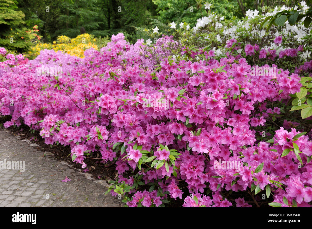 Azalea rhododendron obtusum -Fotos und -Bildmaterial in hoher Auflösung ...