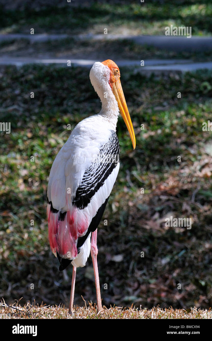 Der Storch gemalt (Mycteria Leucocephala) ist ein großer waten Vogel in ...