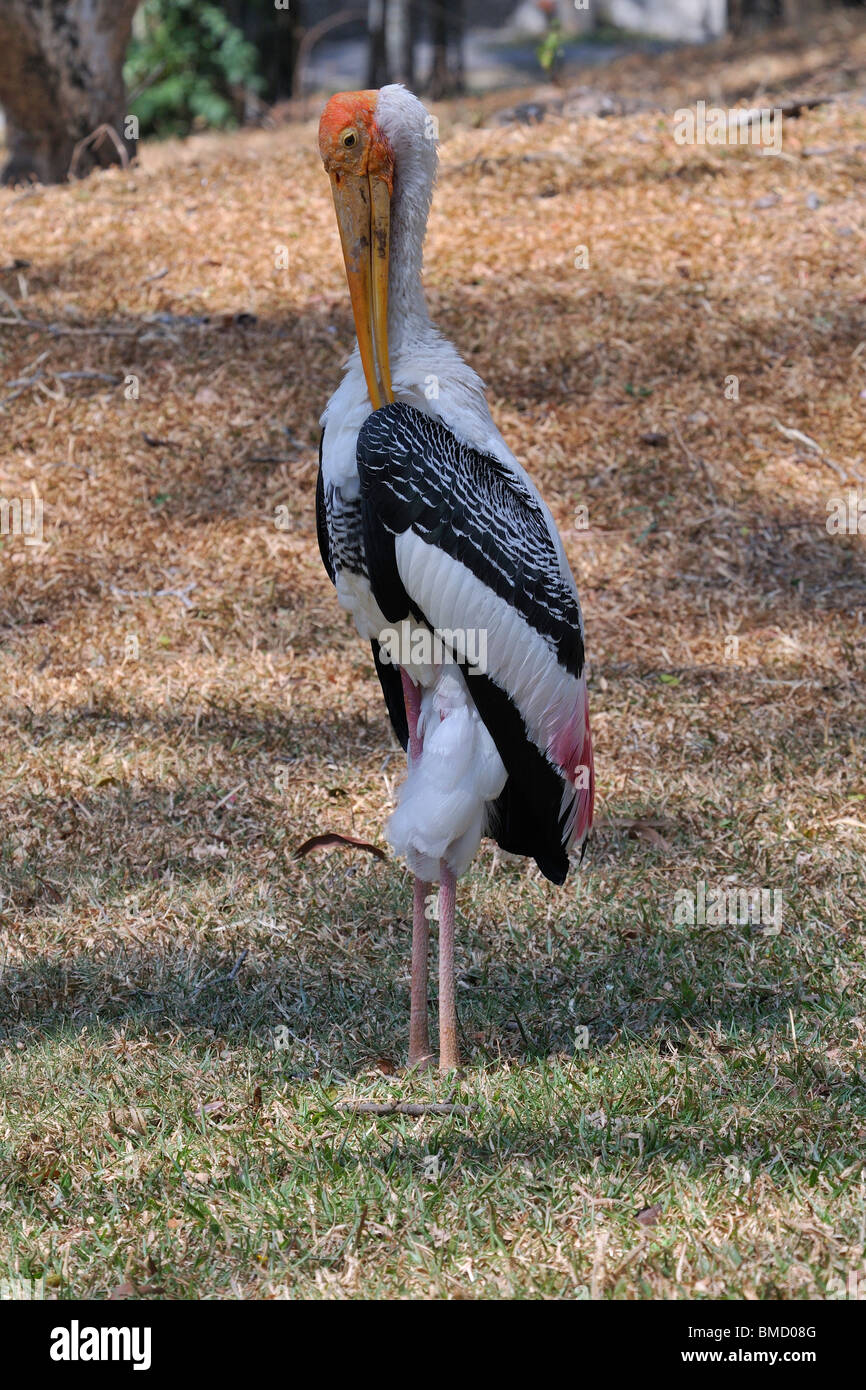 Der Storch gemalt (Mycteria Leucocephala) ist ein großer waten Vogel in ...