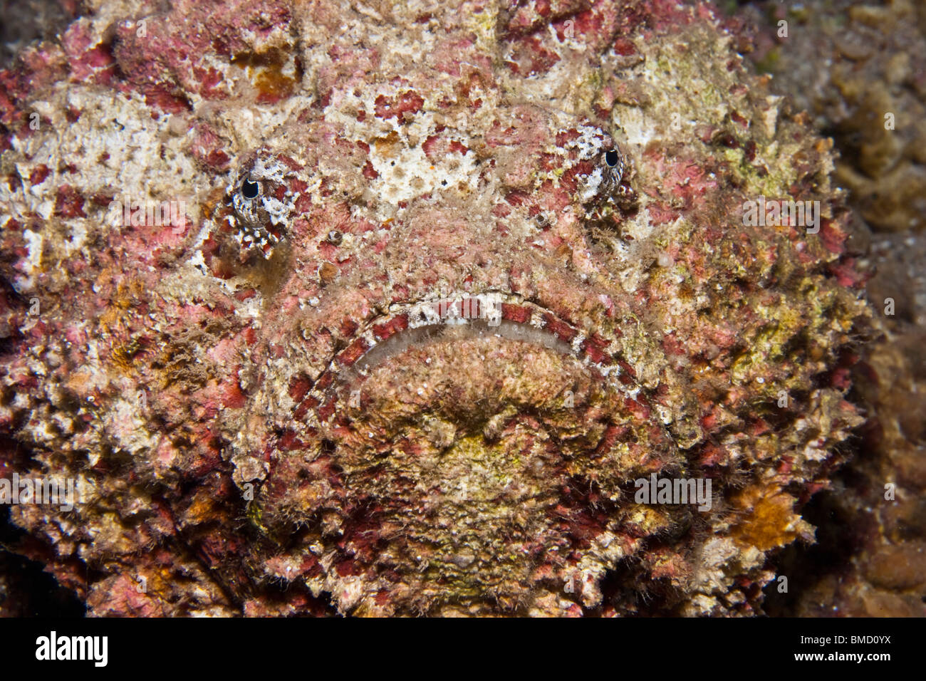 Steinfisch im roten meer -Fotos und -Bildmaterial in hoher Auflösung ...