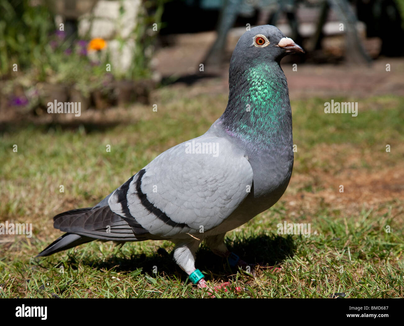 Zu brieftaube -Fotos und -Bildmaterial in hoher Auflösung – Alamy