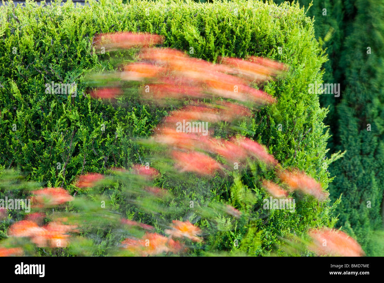 Blumen wehen im wind -Fotos und -Bildmaterial in hoher Auflösung – Alamy