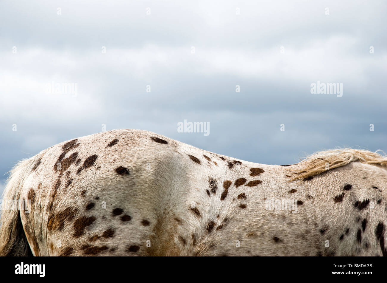 Geflecktes fell -Fotos und -Bildmaterial in hoher Auflösung – Alamy