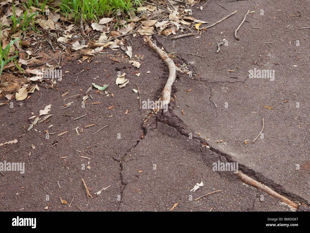 Baumwurzel durch einen Pfad Stockfotografie - Alamy