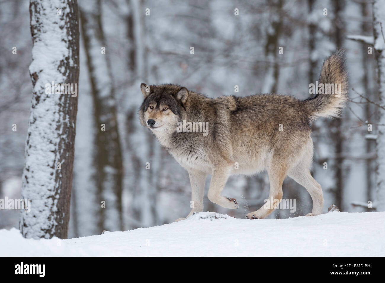 Wolf timber wolf tier profilansicht -Fotos und -Bildmaterial in hoher ...