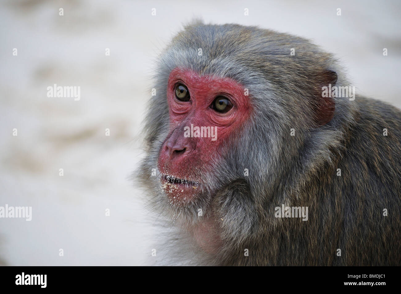 Cercopithecoid affe -Fotos und -Bildmaterial in hoher Auflösung – Alamy
