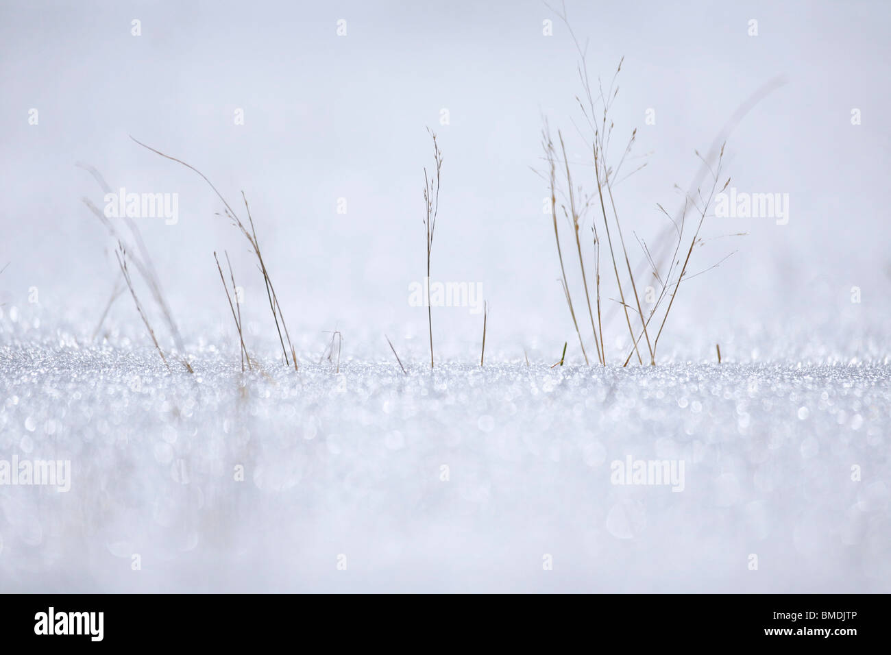 Langes gras mit schnee -Fotos und -Bildmaterial in hoher Auflösung – Alamy