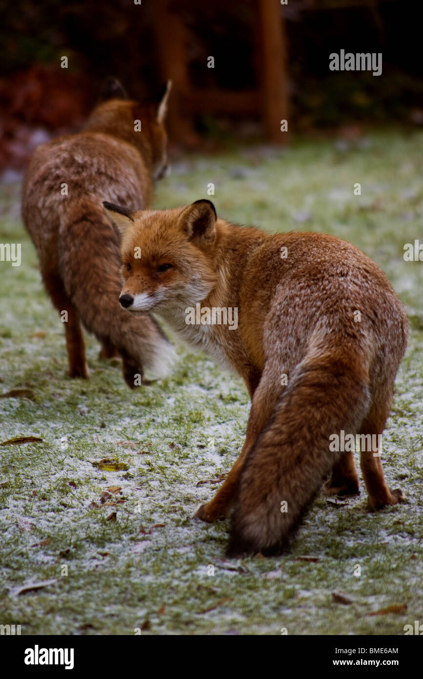 Fuchs paarung -Fotos und -Bildmaterial in hoher Auflösung – Alamy