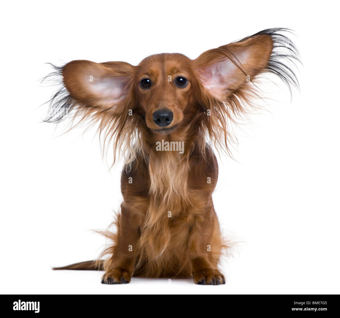 Dackel, 2 Jahre alt, mit den Ohren in die Luft, vor weißem Hintergrund ...