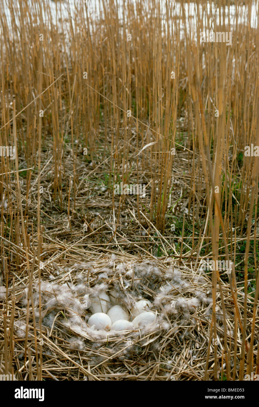 Gänse eier -Fotos und -Bildmaterial in hoher Auflösung – Alamy