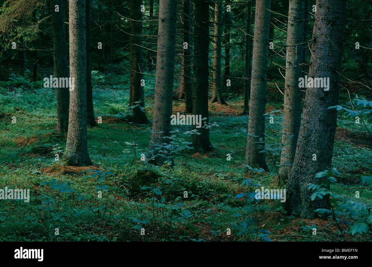 Nadelwald Schweden Stockfotos und -bilder Kaufen - Alamy