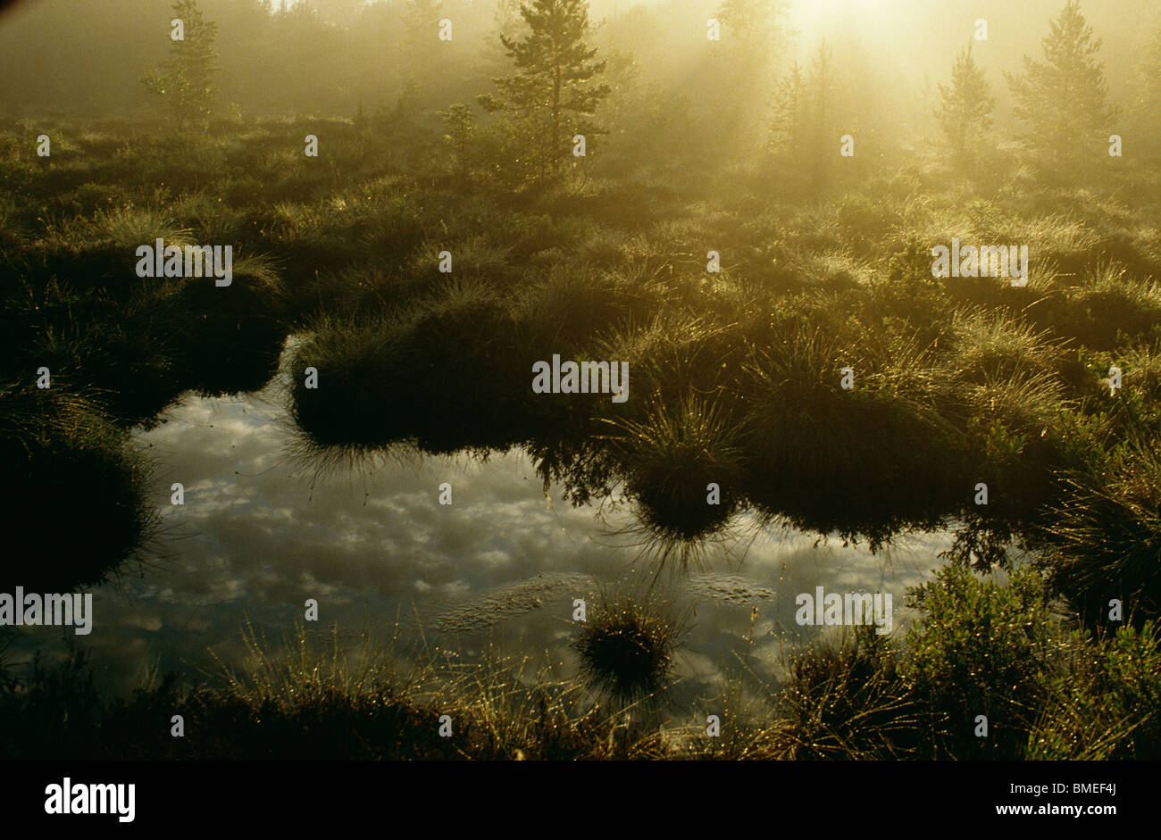 Sumpf ansicht -Fotos und -Bildmaterial in hoher Auflösung - Seite 2 - Alamy