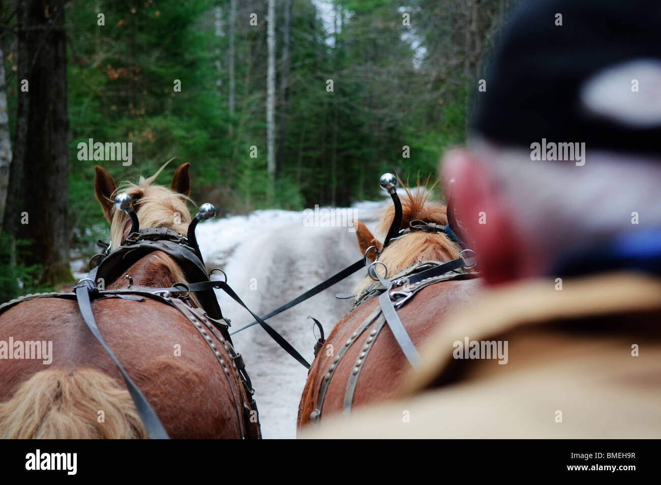 Pferde ziehen kutsche -Fotos und -Bildmaterial in hoher Auflösung – Alamy