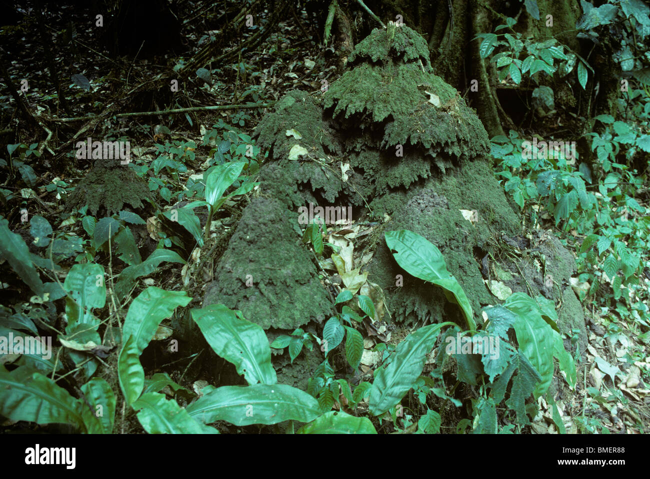 Termites In Rainforest Stockfotos und -bilder Kaufen - Alamy