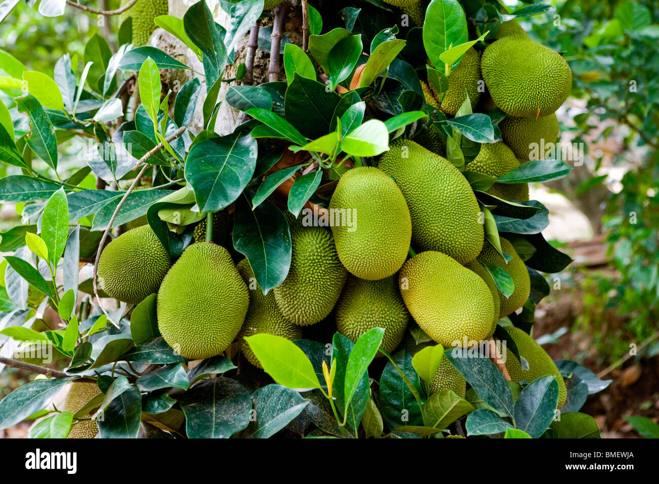 Jackfruit tree -Fotos und -Bildmaterial in hoher Auflösung – Alamy