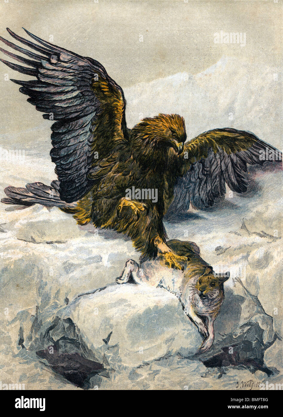 Schwarz Weiß Darstellung Von Der Adler Und Seine Beute Durch Edward