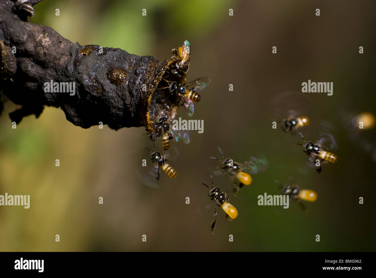Halictid bees -Fotos und -Bildmaterial in hoher Auflösung – Alamy