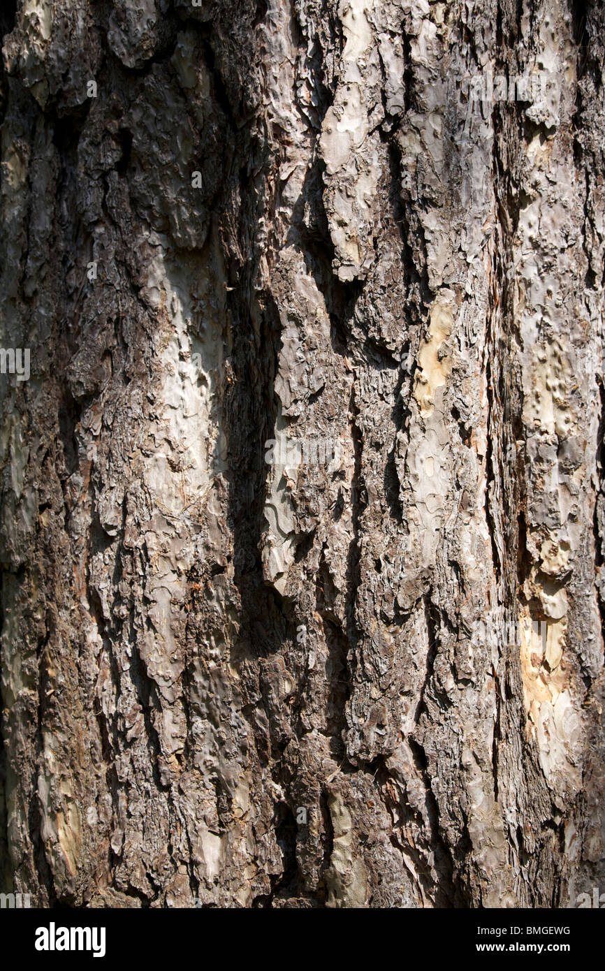 Rinde der Pinus Nigra Schwarzkiefer Baum Nigra Subsp Nigra ...