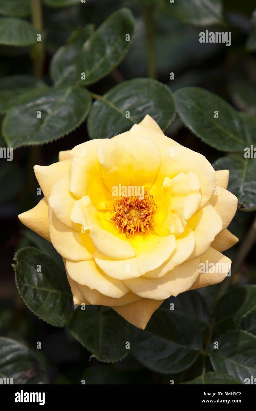 Arthur rose -Fotos und -Bildmaterial in hoher Auflösung – Alamy