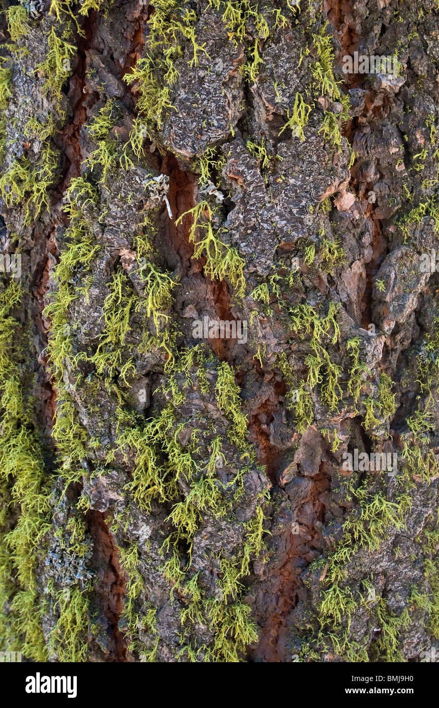 Rinde Baum Baumrinde Bark Tree Stockfotos & Rinde Baum Baumrinde Bark ...