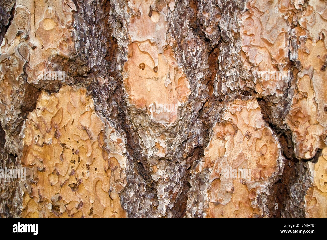 Makro Baumrinde Stockfotos und -bilder Kaufen - Alamy