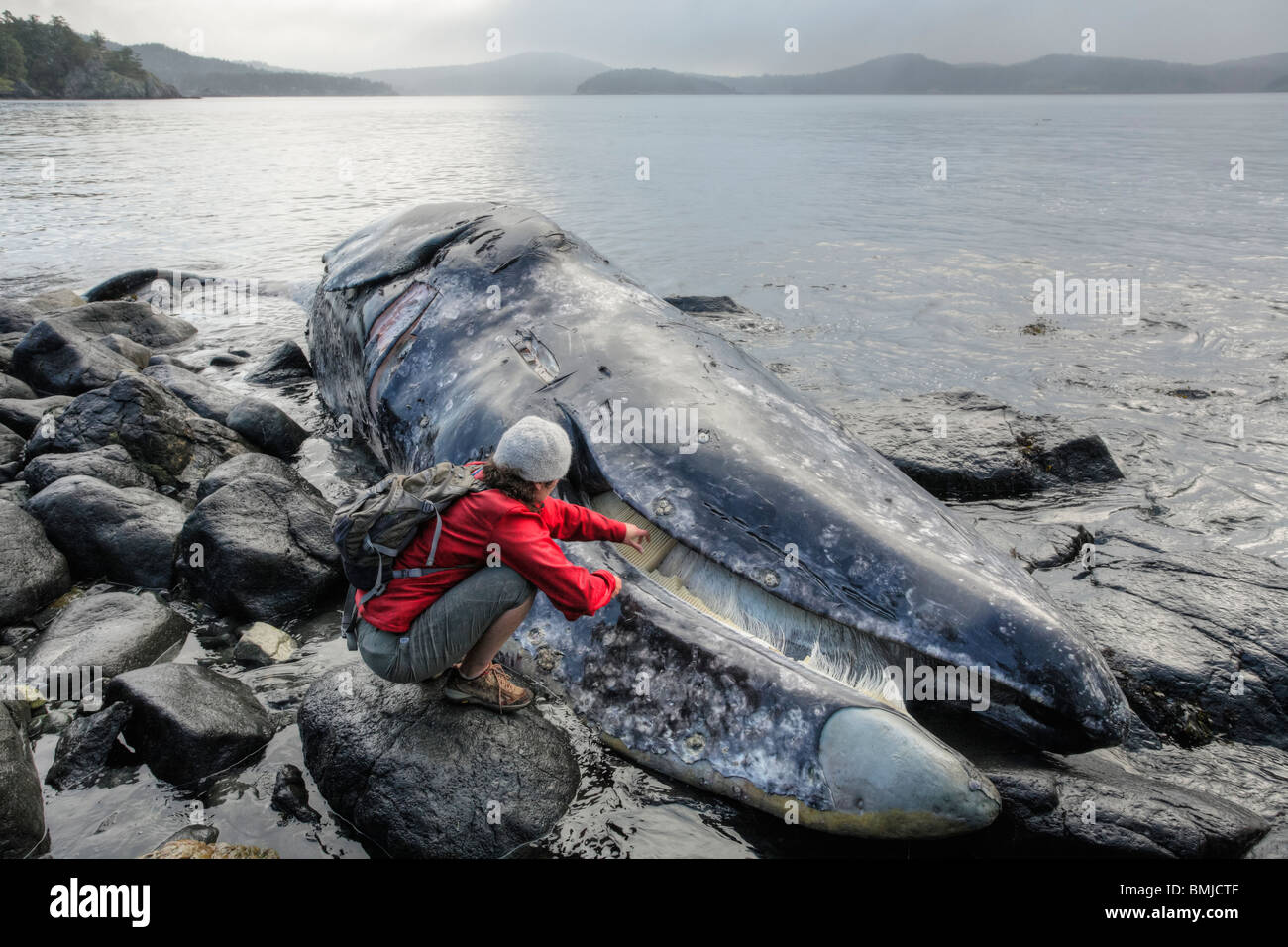 Toter Wal Am Strand Stockfotos und -bilder Kaufen - Alamy