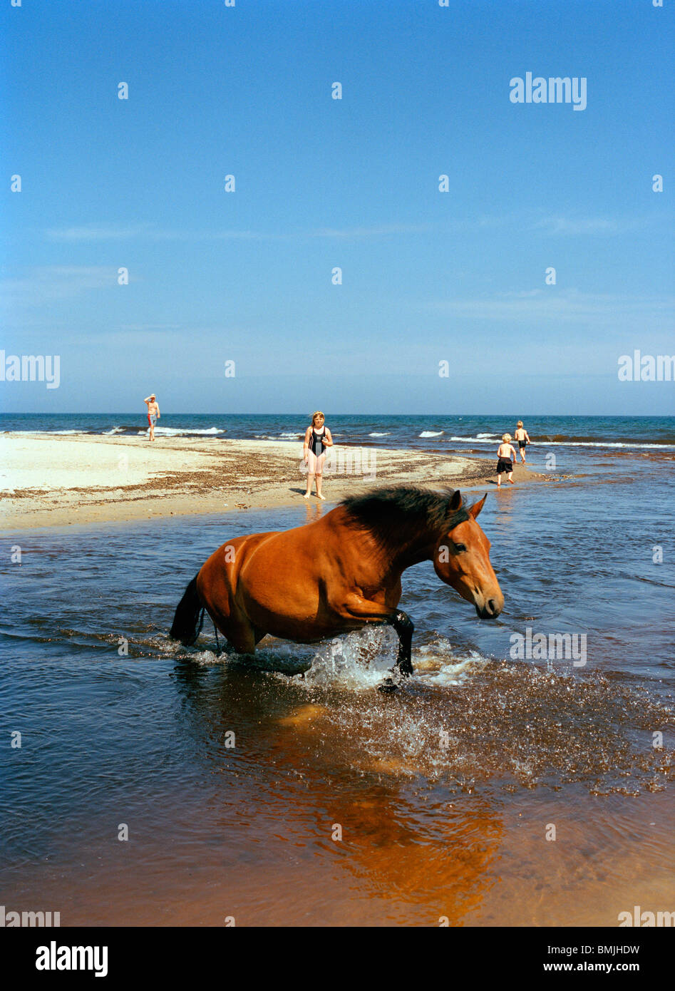 Pferde baden -Fotos und -Bildmaterial in hoher Auflösung – Alamy
